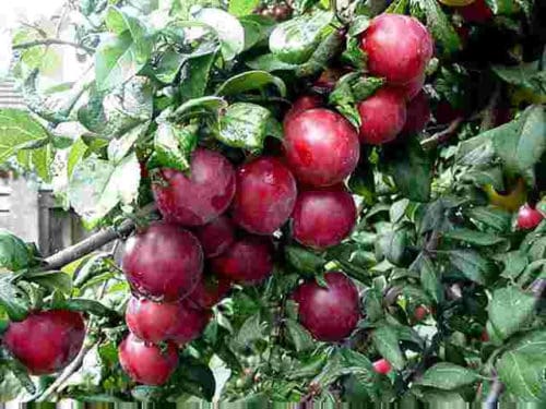 Growing Plums & Cherry Plums for the Prairies Zone 2-3 - Prairie Gardens