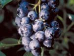 The Art of Growing Blueberries in Alberta - Prairie Gardens