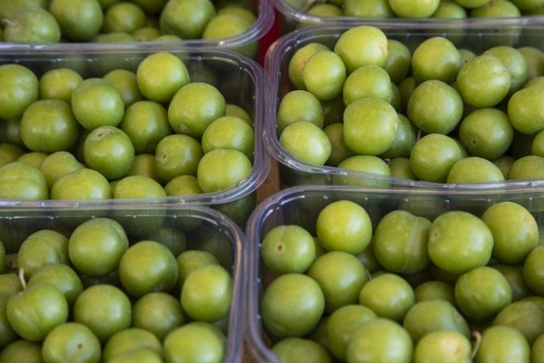 Growing Plums & Cherry Plums for the Prairies Zone 2-3 - Prairie Gardens