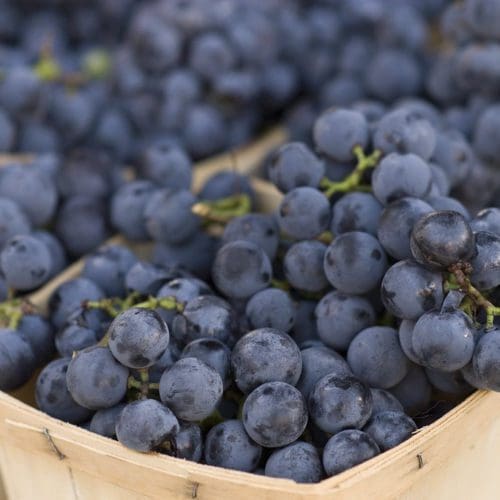 Growing Grapes on the Prairies and north of Edmonton, Alberta - Prairie ...