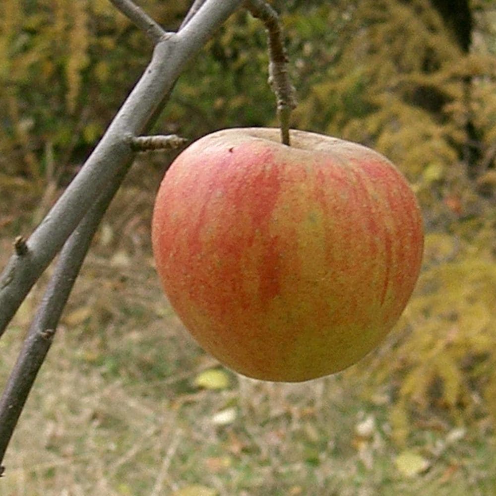 Prairie Magic® Apple - Prairie Gardens
