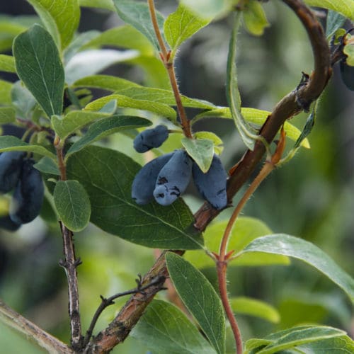 Pembina Plum - Prairie Gardens