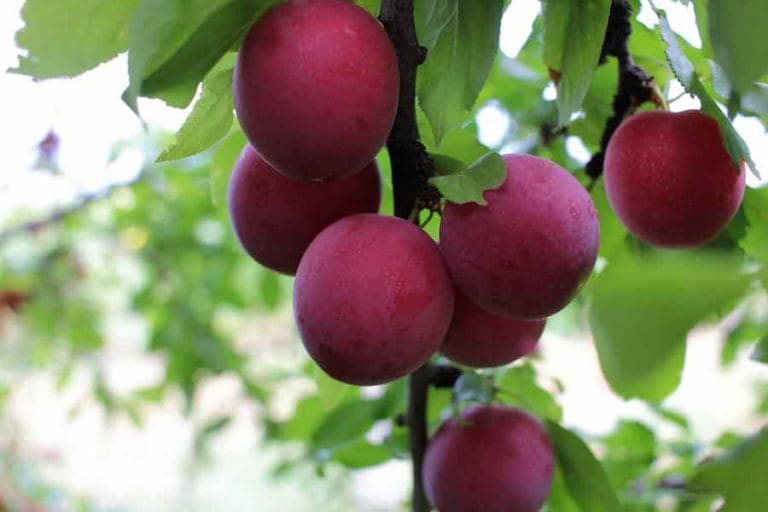 Growing Plums & Cherry Plums for the Prairies Zone 2-3 - Prairie Gardens