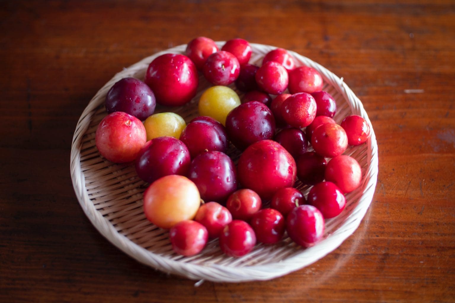 Growing Plums & Cherry Plums for the Prairies Zone 2-3 - Prairie Gardens