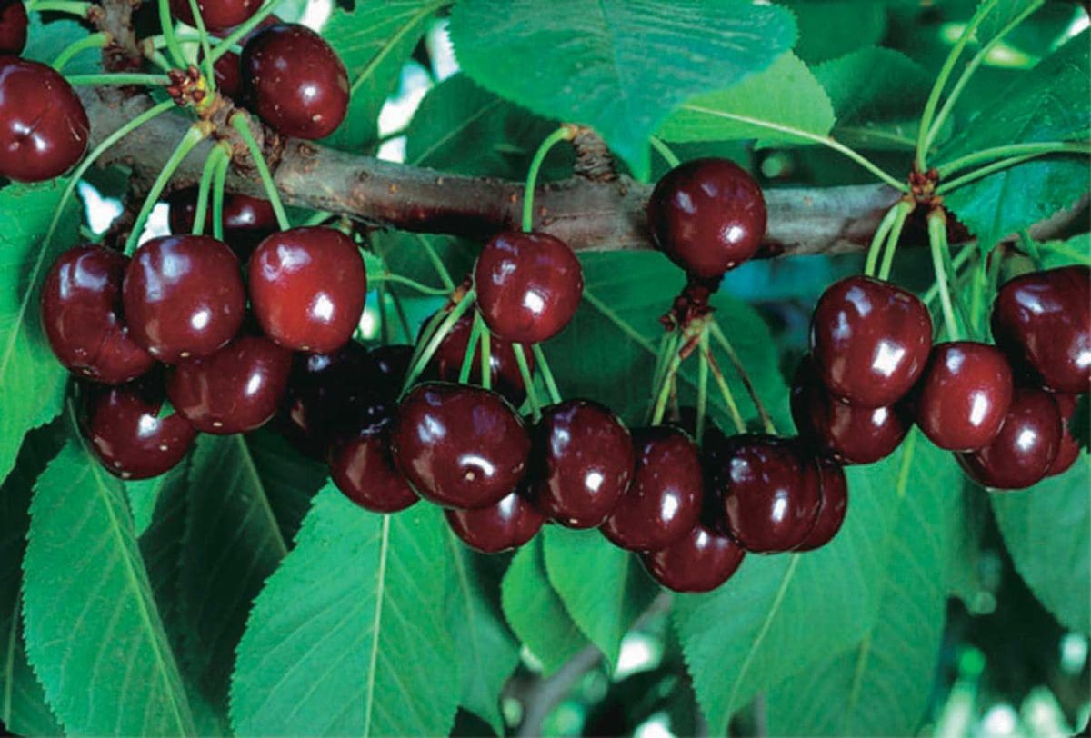 Compendium of Sour or Tart Cherry Information - Prairie Gardens