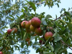 Growing Plums & Cherry Plums for the Prairies Zone 2-3 - Prairie Gardens