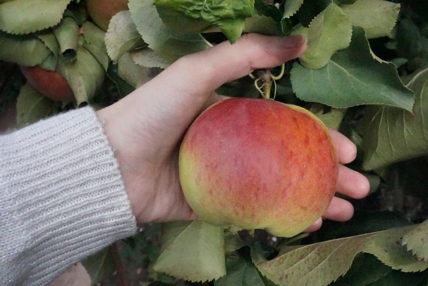 Gemini Apple - Prairie Gardens