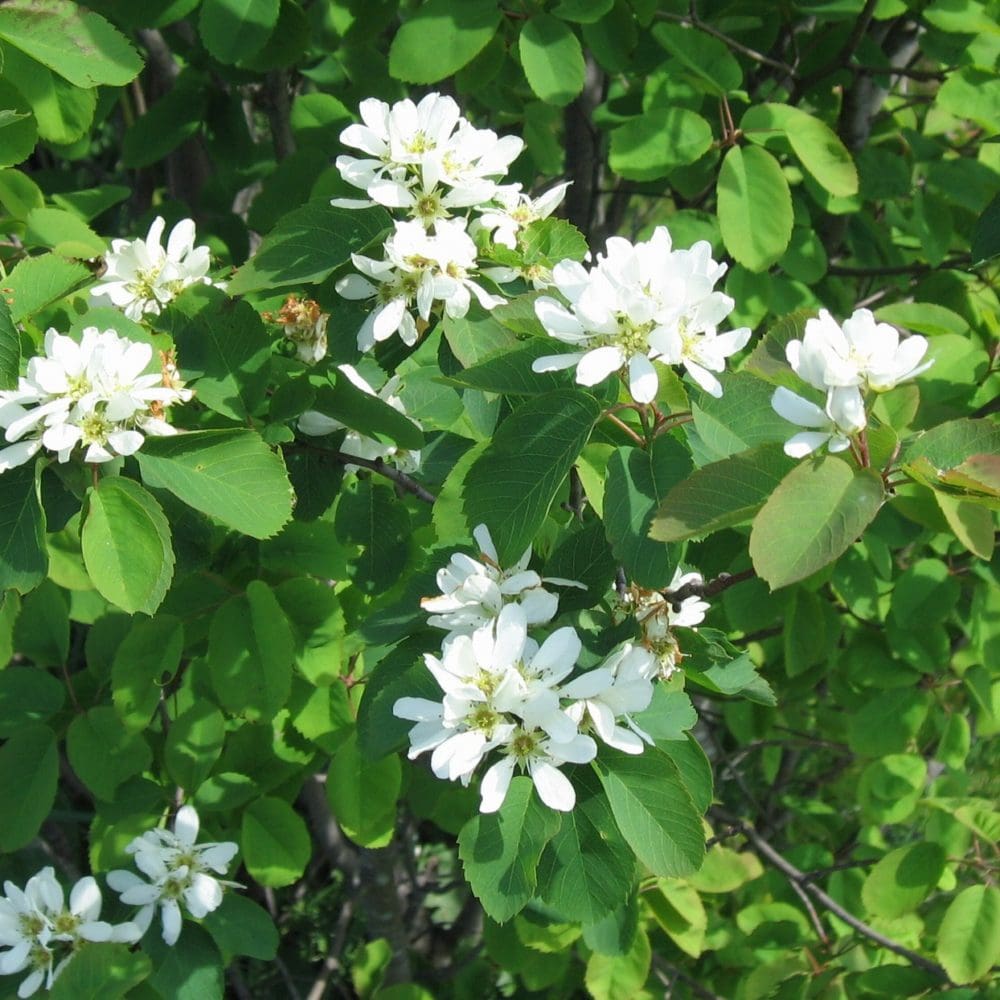 Inferno® Sugar Maple - Prairie Gardens