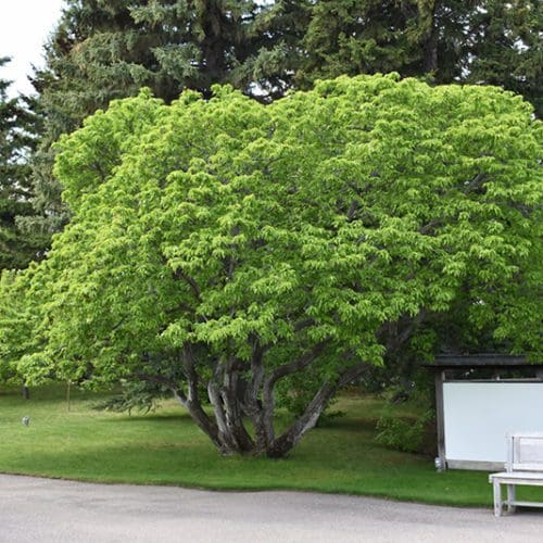 Tree Nursery Archives - Prairie Gardens