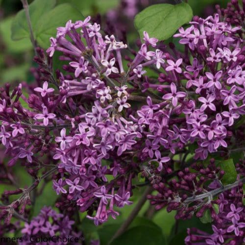 Inferno® Sugar Maple - Prairie Gardens