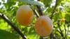 Growing Plums & Cherry Plums for the Prairies Zone 2-3 - Prairie Gardens
