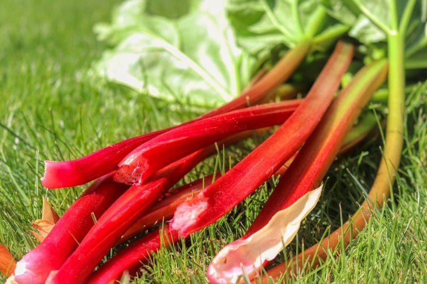 Canada Red Rhubarb - Prairie Gardens