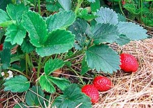 Strawberry Cavendish (Junebearing) - Prairie Gardens