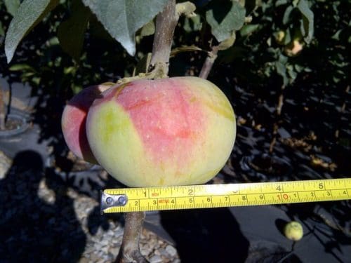 Goodland Apple - Prairie Gardens