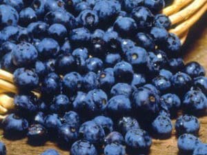 The Art of Growing Blueberries in Alberta - Prairie Gardens