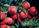 Growing Plums & Cherry Plums for the Prairies Zone 2-3 - Prairie Gardens