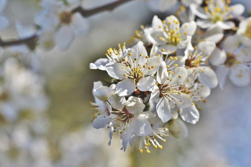 Growing Plums & Cherry Plums for the Prairies Zone 2-3 - Prairie Gardens