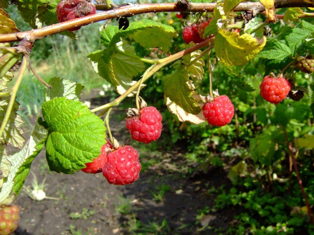 Boyne Raspberry - Prairie Gardens