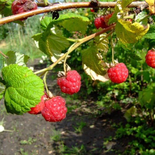 Pembina Plum - Prairie Gardens