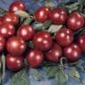 Growing Plums & Cherry Plums for the Prairies Zone 2-3 - Prairie Gardens