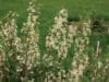Western Sand Cherry - Prairie Gardens