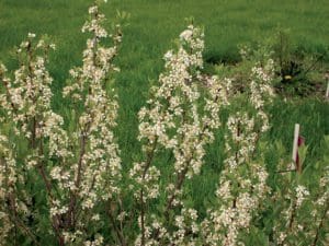Western Sand Cherry - Prairie Gardens