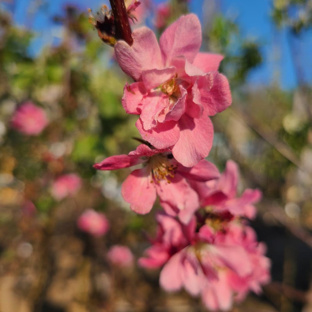 Double Flowering Plum - Prairie Gardens