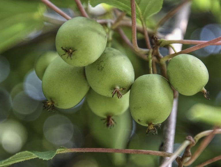 Tips for Growing Hardy Kiwi Fruit for the Edmonton Region - Prairie Gardens