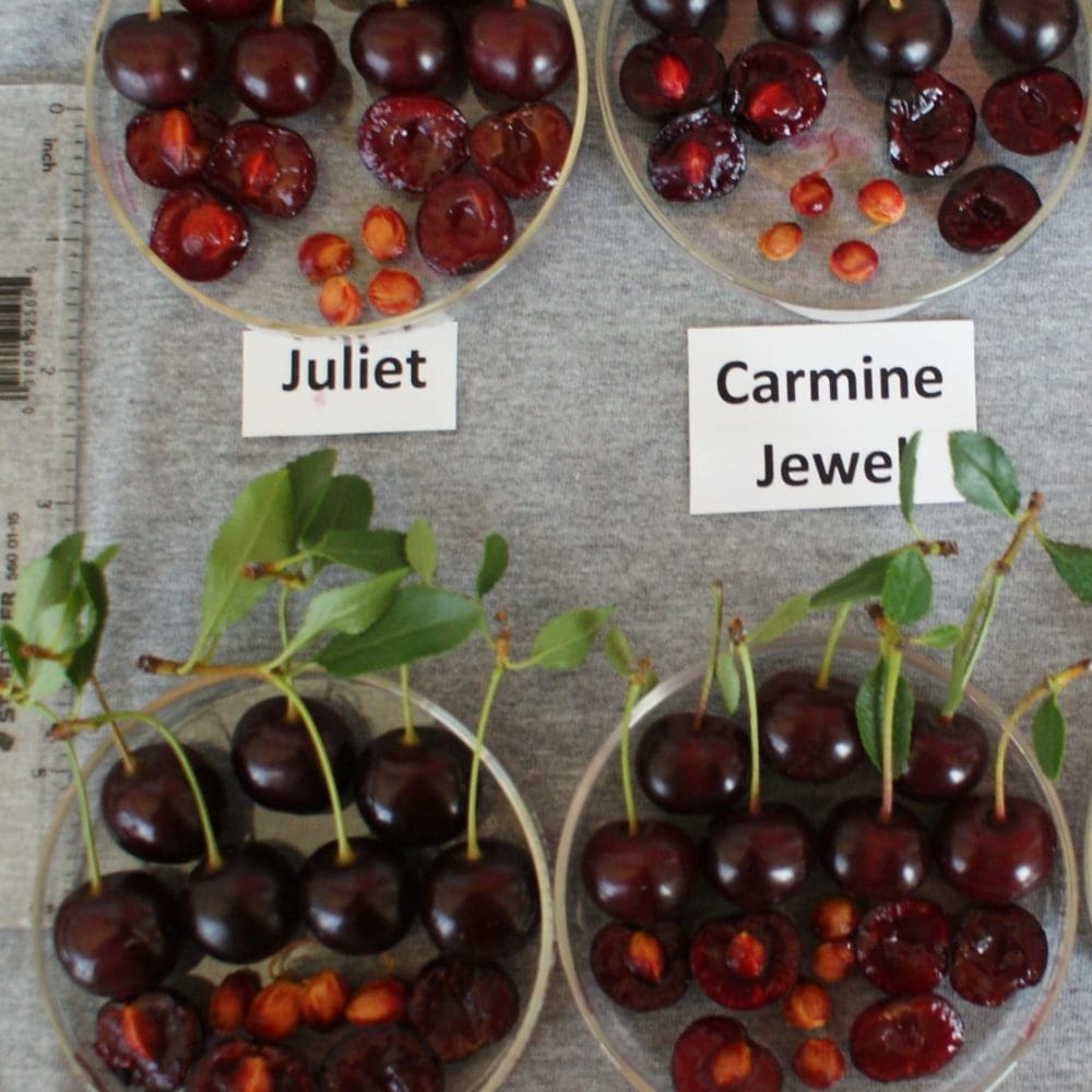 Compendium of Sour or Tart Cherry Information - Prairie Gardens