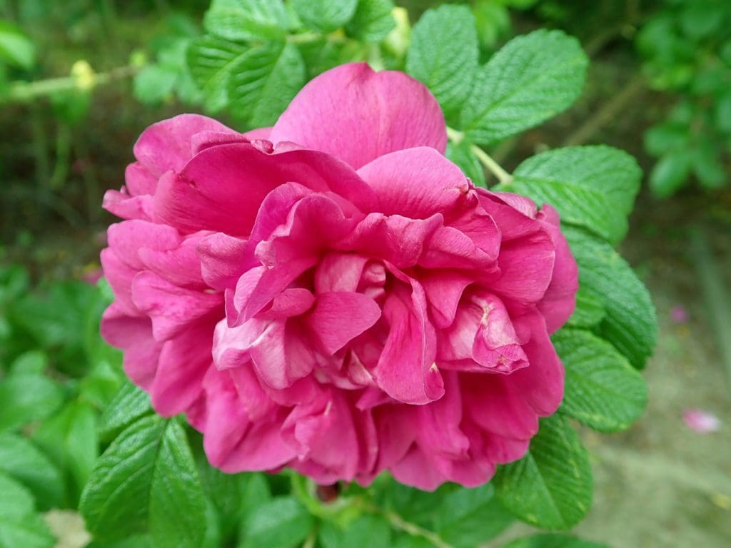 Hansa Rose - Prairie Gardens