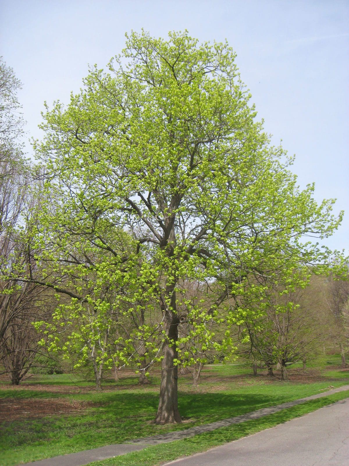 American Linden - Prairie Gardens