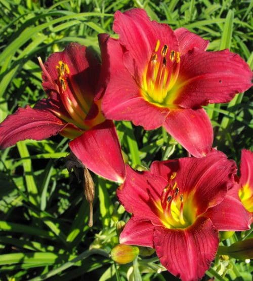Ruby Stella Daylily - Prairie Gardens