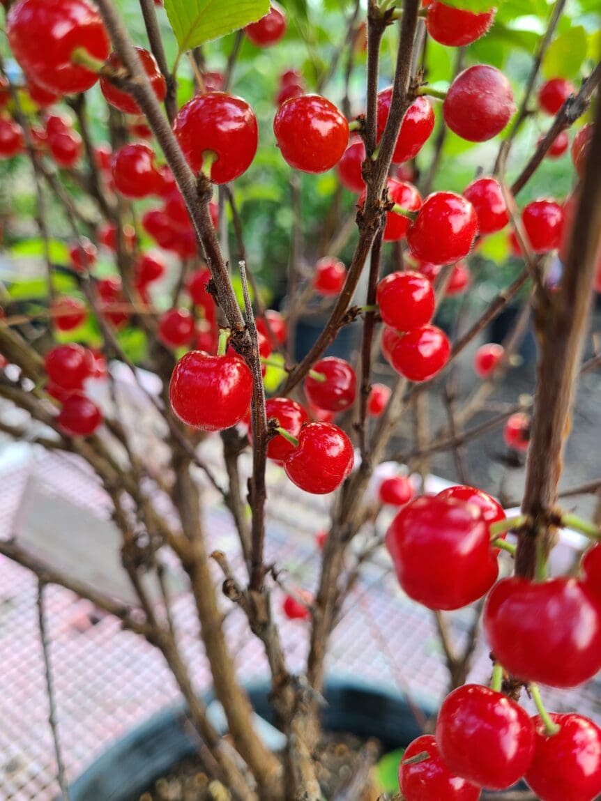 Nanking Cherry - Prairie Gardens