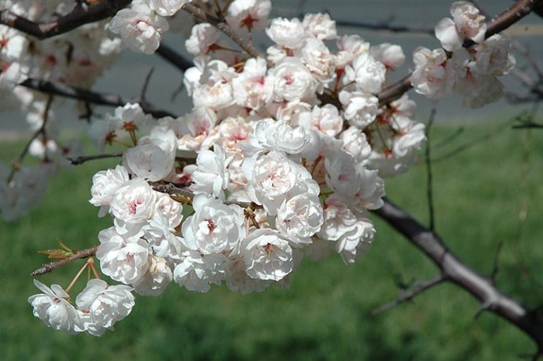 Princess Kay Plum - Prairie Gardens