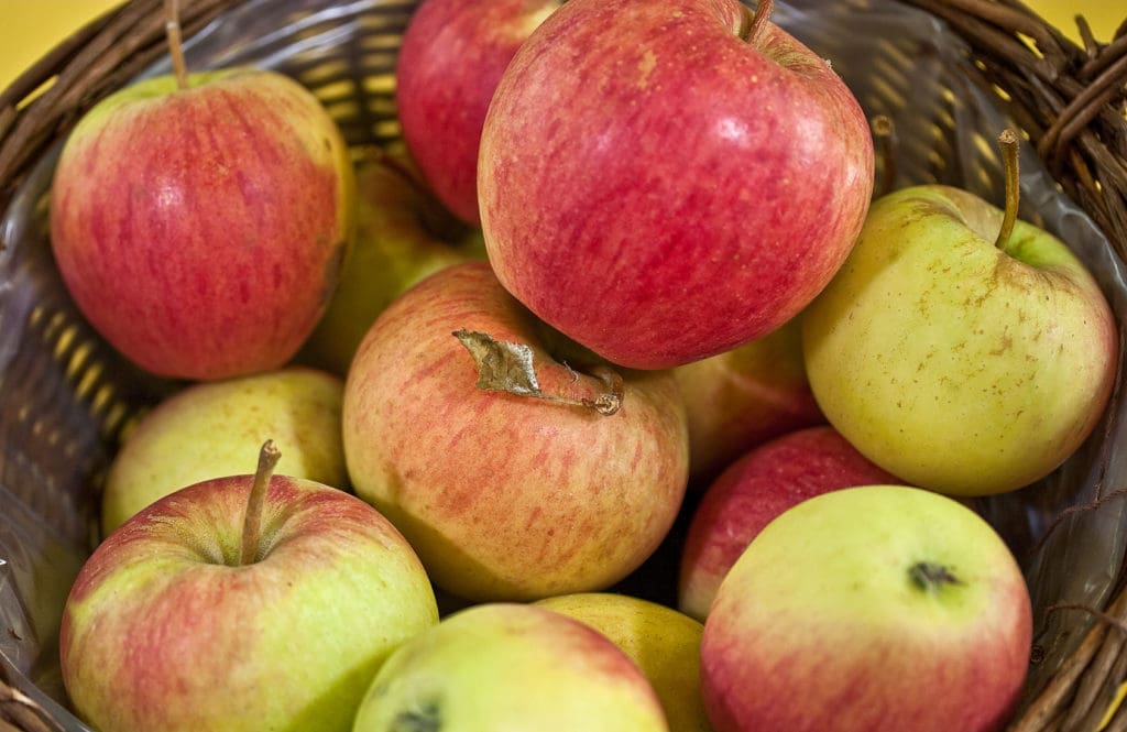 Dwarf Duchess of Oldenburg - Prairie Gardens