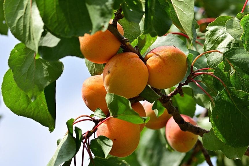 Westcot Apricot - Prairie Gardens