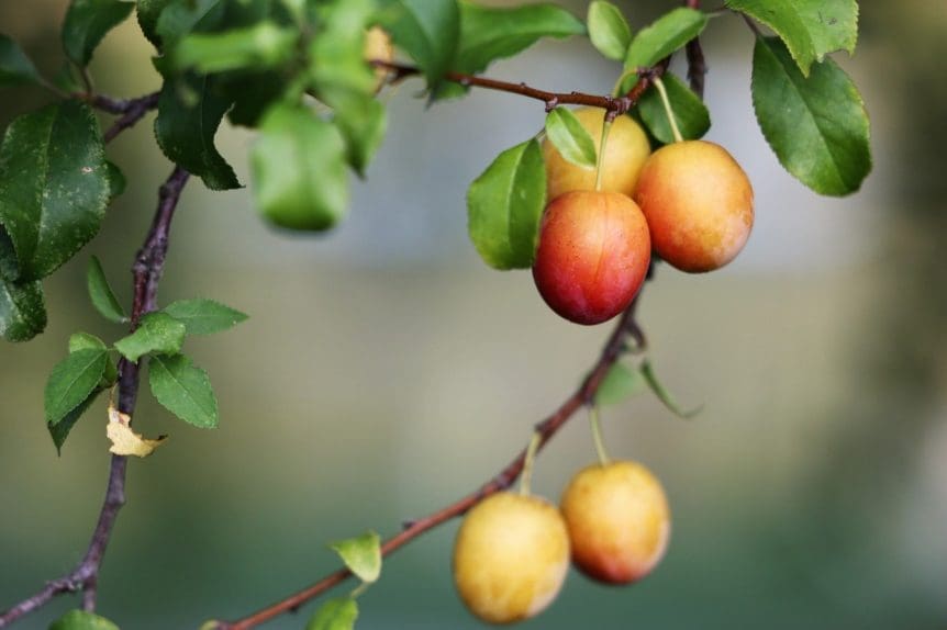 Growing Plums & Cherry Plums for the Prairies Zone 2-3 - Prairie Gardens