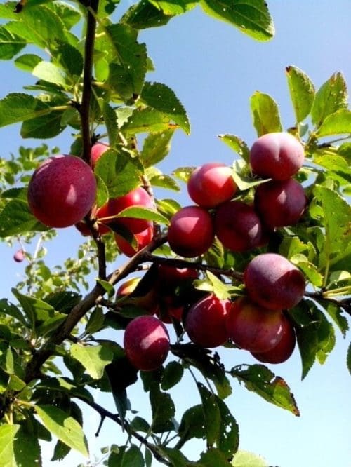 Growing Plums & Cherry Plums for the Prairies Zone 2-3 - Prairie Gardens