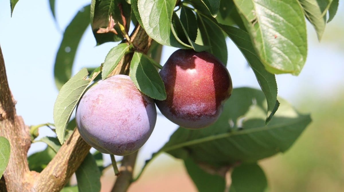 Growing Plums & Cherry Plums for the Prairies Zone 2-3 - Prairie Gardens