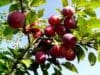 Growing Plums & Cherry Plums for the Prairies Zone 2-3 - Prairie Gardens