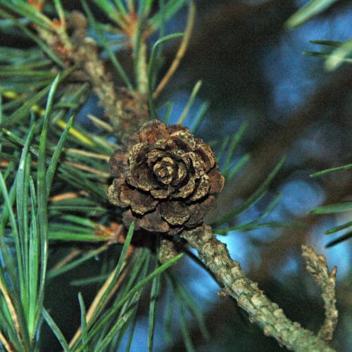 Ornamental Trees Archives - Prairie Gardens