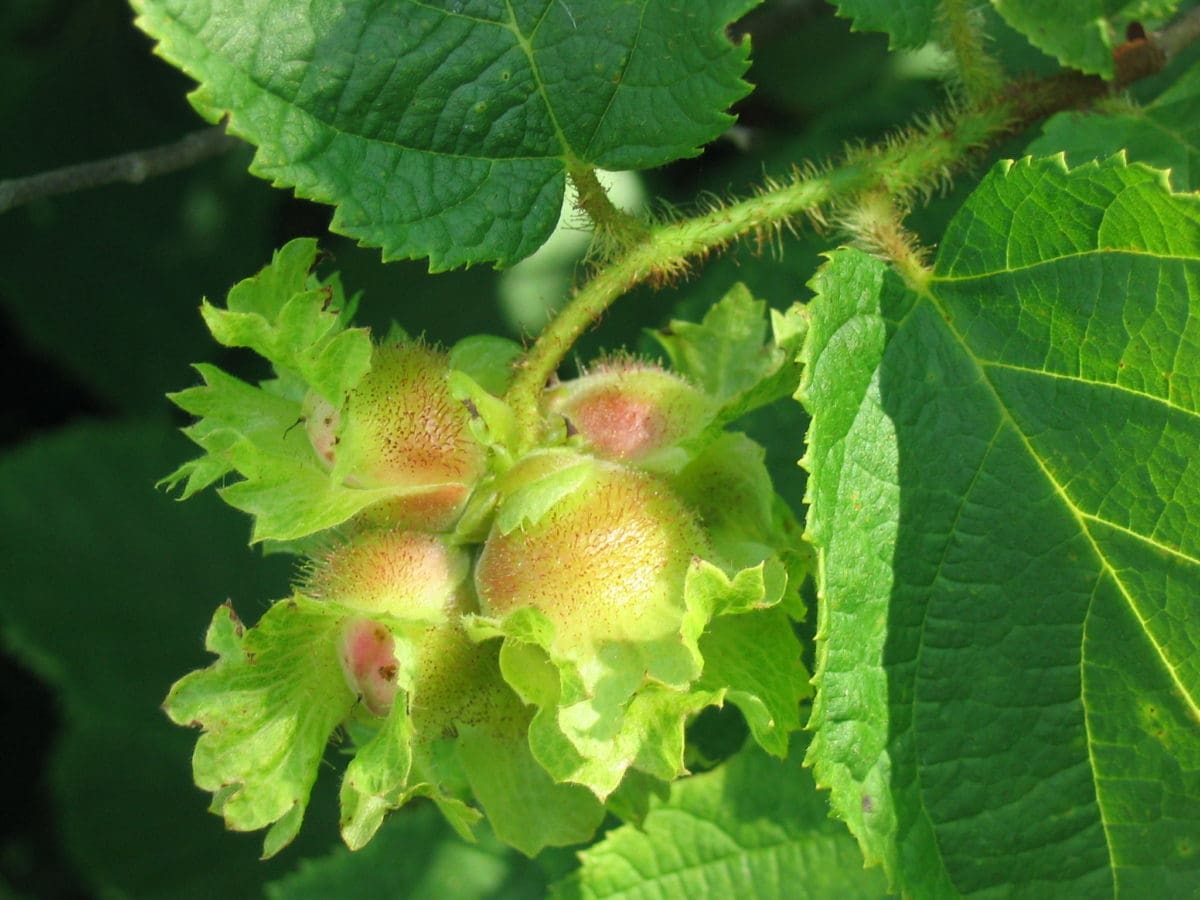American Hazelnut - Prairie Gardens