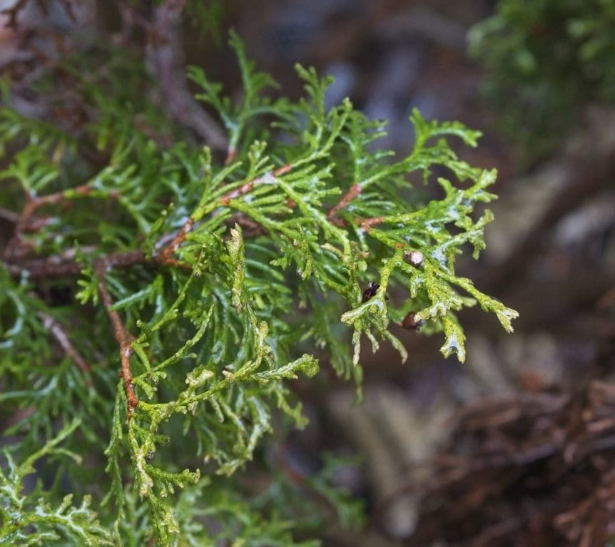 Little Giant Globe Cedar - Prairie Gardens