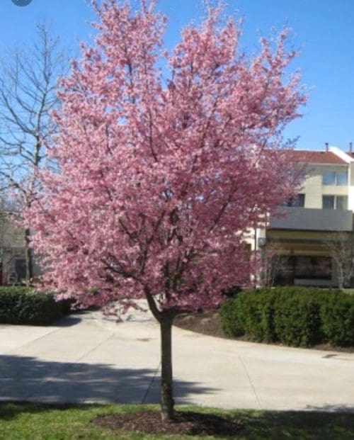 Muckle Plum - Prairie Gardens