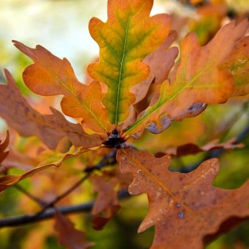 Ornamental Trees Archives - Prairie Gardens