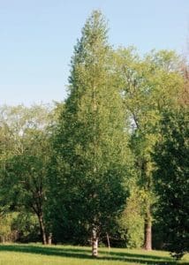 Dakota Pinnacle Birch - Prairie Gardens