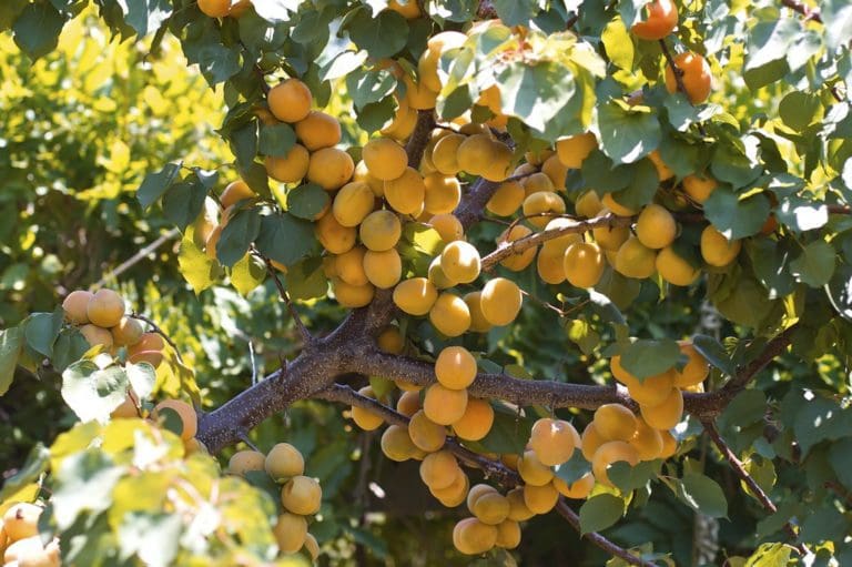Complete Compendium of Hardy Manchurian Apricots for the Prairies ...