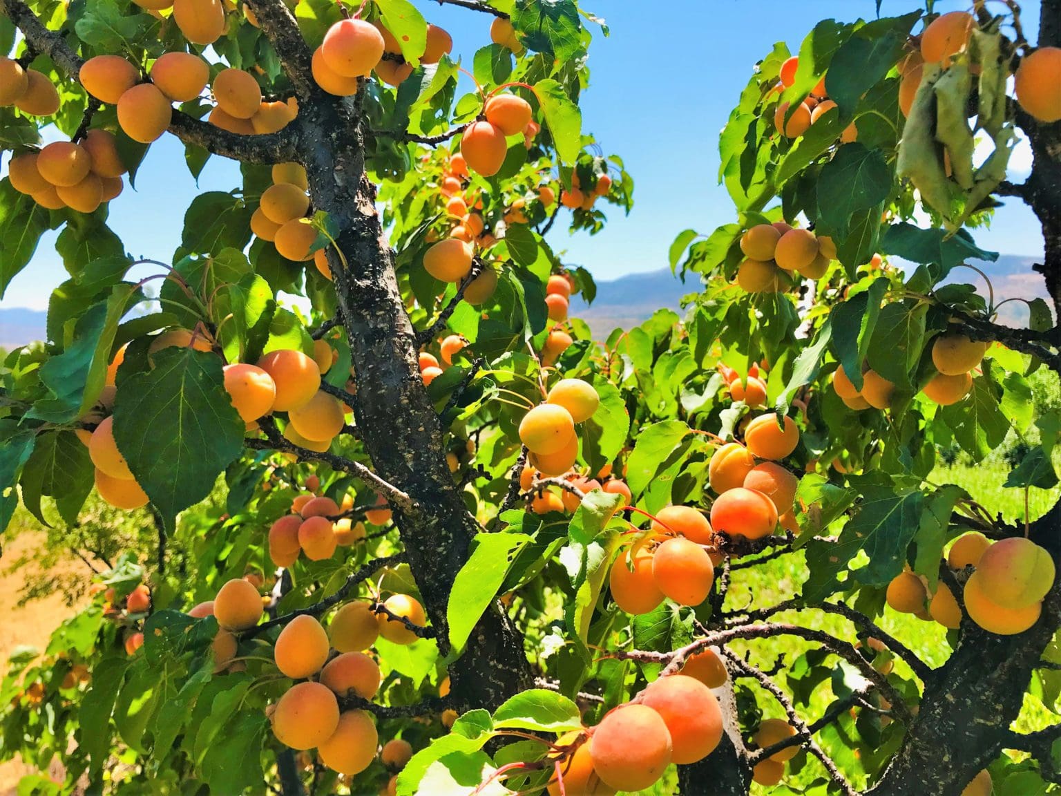 Complete Compendium of Hardy Manchurian Apricots for the Prairies ...