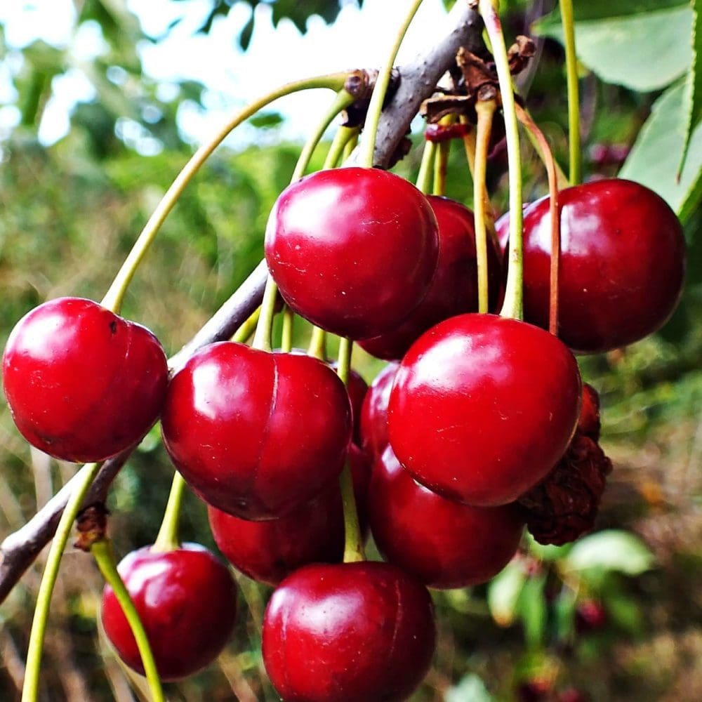 Compendium of Sour or Tart Cherry Information - Prairie Gardens