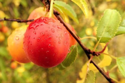 Pipestone Plum - Prairie Gardens